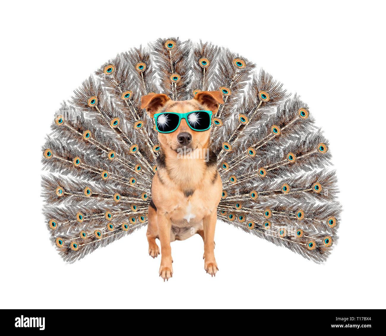 Narcissus Cool Dog with peacock or peafowl tail wearing sunglasses ...