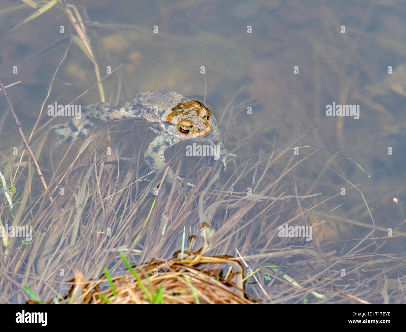 Woodland pond uk hi-res stock photography and images - Alamy