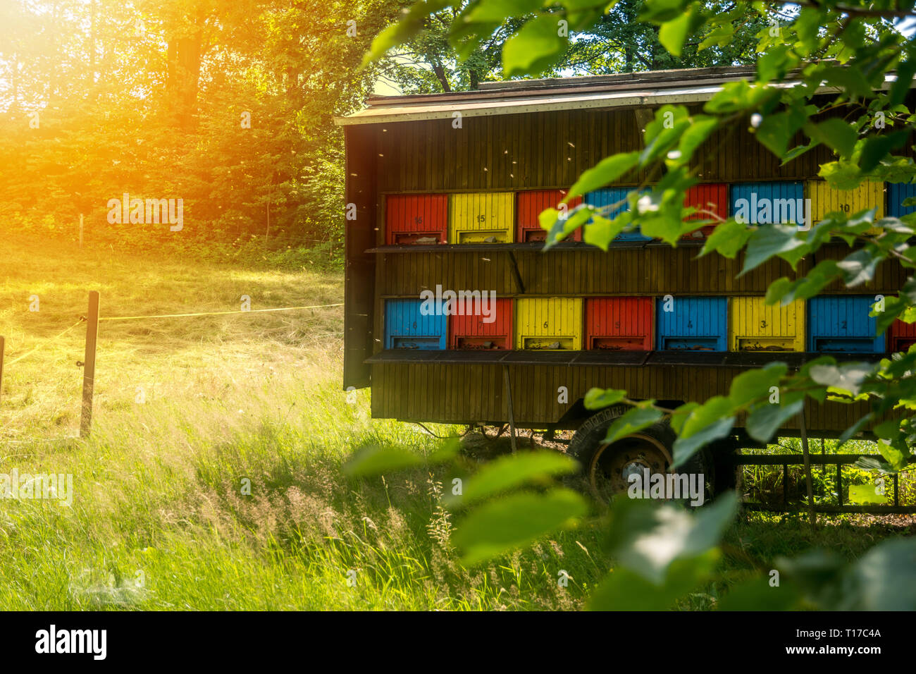 Color bee hive hi-res stock photography and images - Alamy