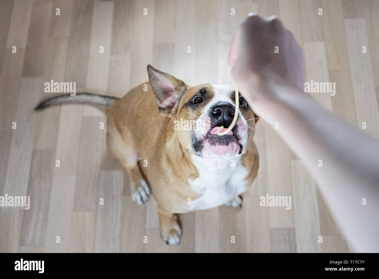 Animal point of view hi-res stock photography and images - Alamy