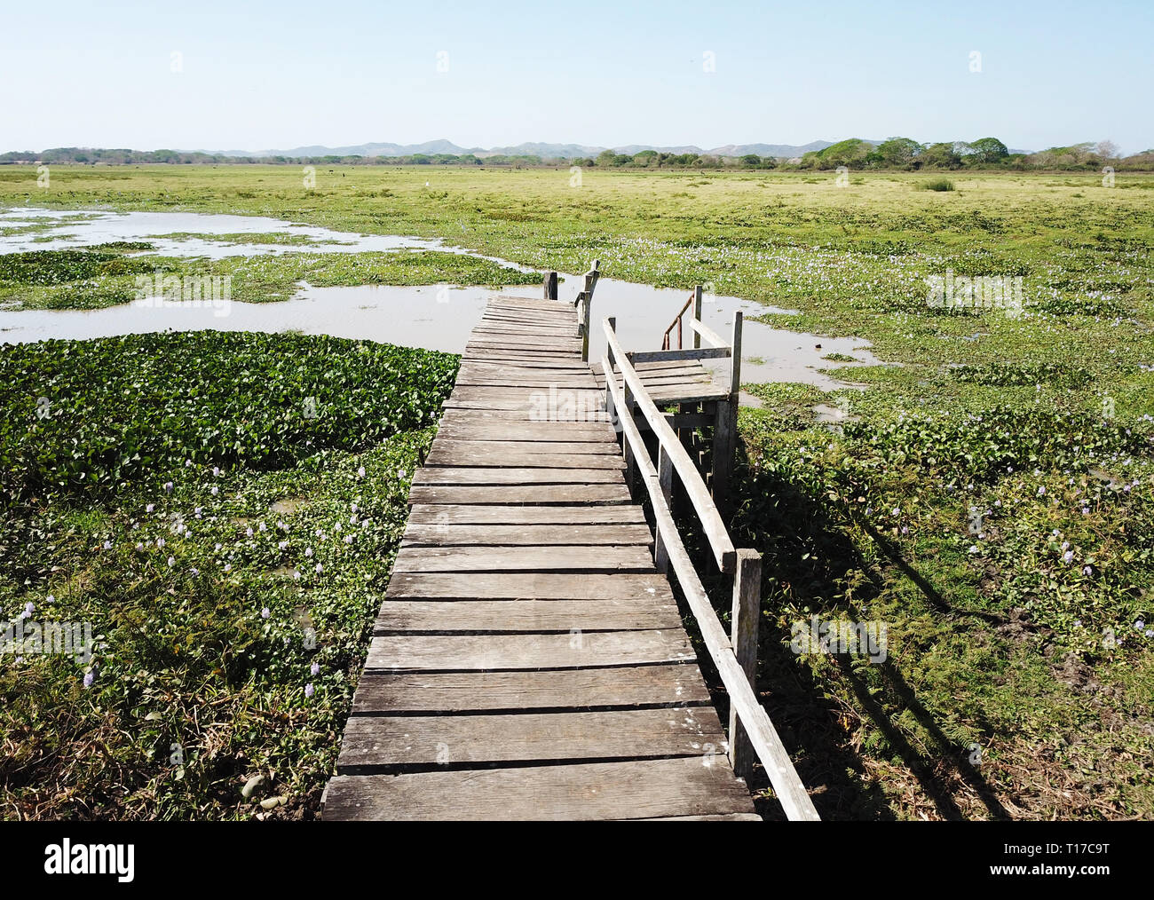 Old wooden deck leading towards a marsh like pond Stock Photo - Alamy