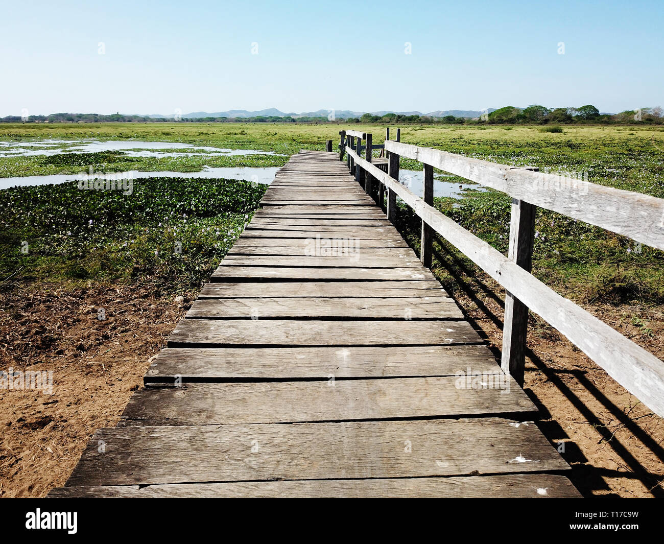 Old wooden deck leading towards a marsh like pond Stock Photo - Alamy