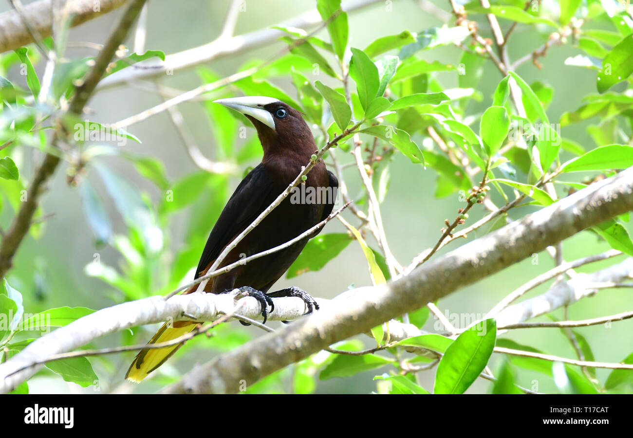 Chestnut headed oropendola hi-res stock photography and images - Alamy