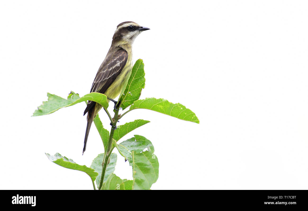 Piratic Flycatcher (Legatus leucophaius) perched on top of a tree ...