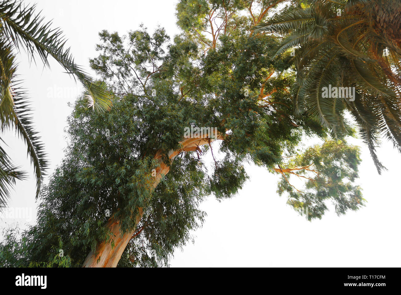 Tree without bark and palms in Bahai garden, Haifa, Israel Stock Photo ...