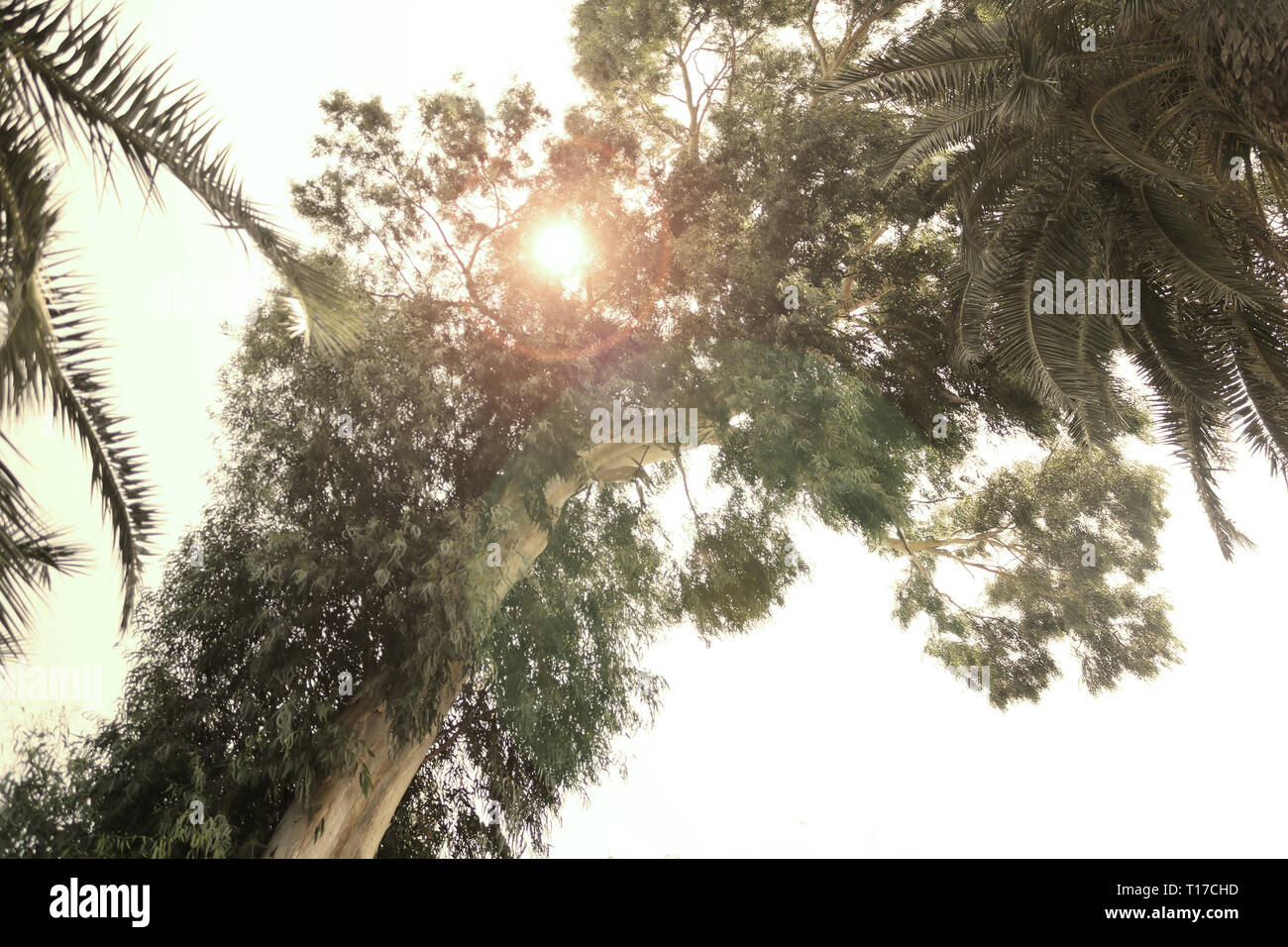 Tree without bark and palms in Bahai garden, Haifa, Israel. Sun beam ...