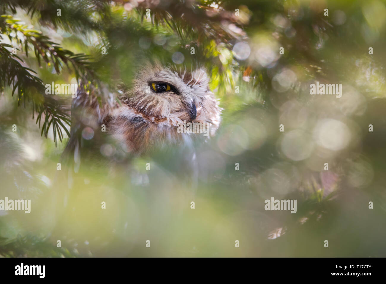 A Northern Saw-Whet Owl hides in a dense conifer at Tommy Thompson Park ...