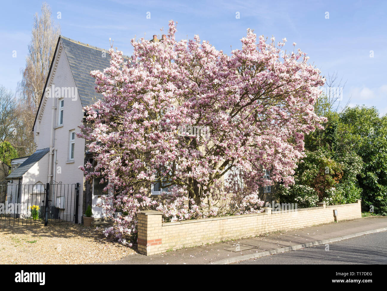 Deciduous magnolia tree in full bloom Milton Cambridge 24 March 2019 ...