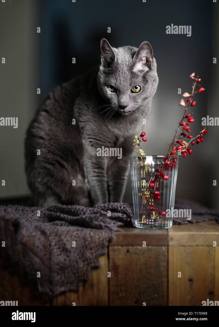 Studio Portrait of a Russian Blue Cat Stock Photo - Alamy