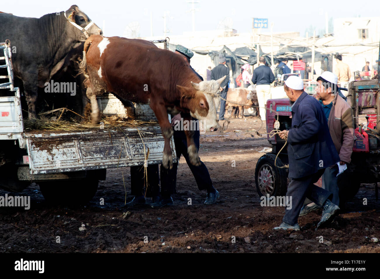 Unloading cattle at Sunday Market in Kashgar, Xinjiang Autonomous ...
