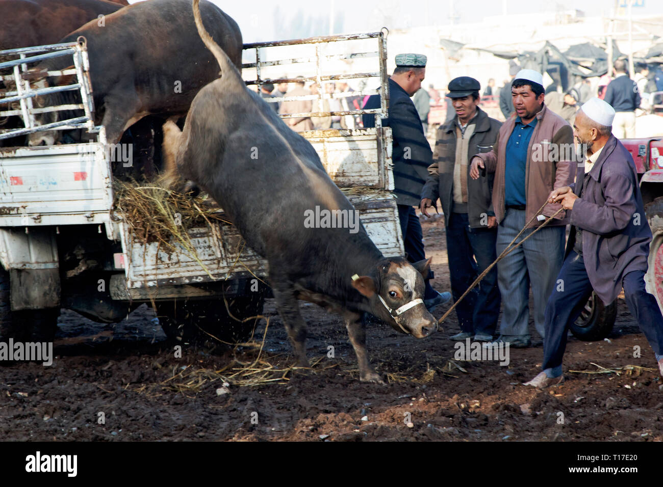 Unloading cattle at Sunday Market in Kashgar, Xinjiang Autonomous ...