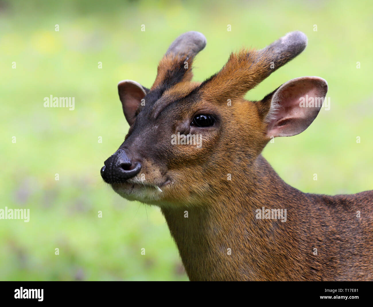 Reevess Muntjac High Resolution Stock Photography and Images - Alamy