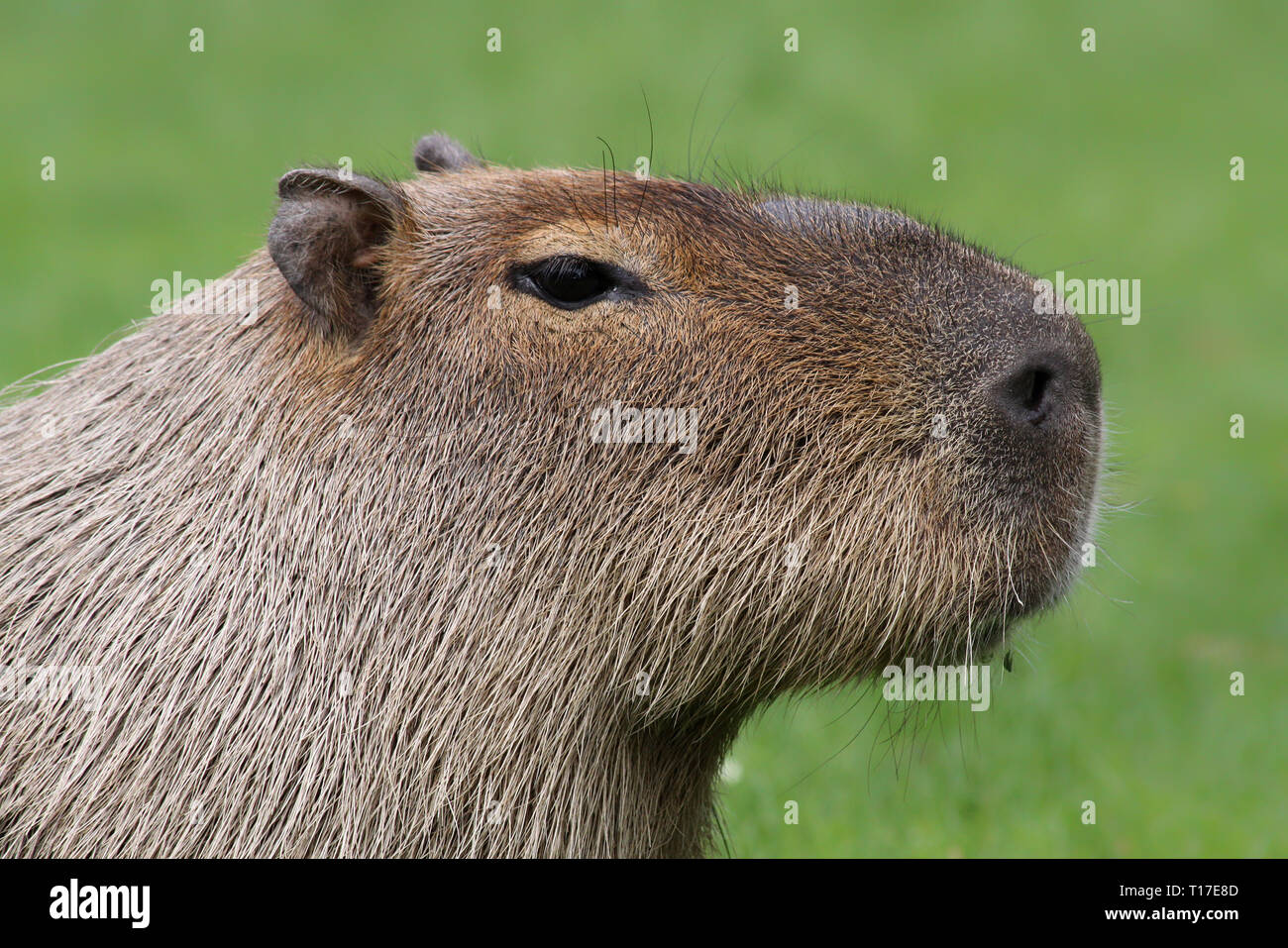 Close-up of an adult Capybara Stock Photo - Alamy