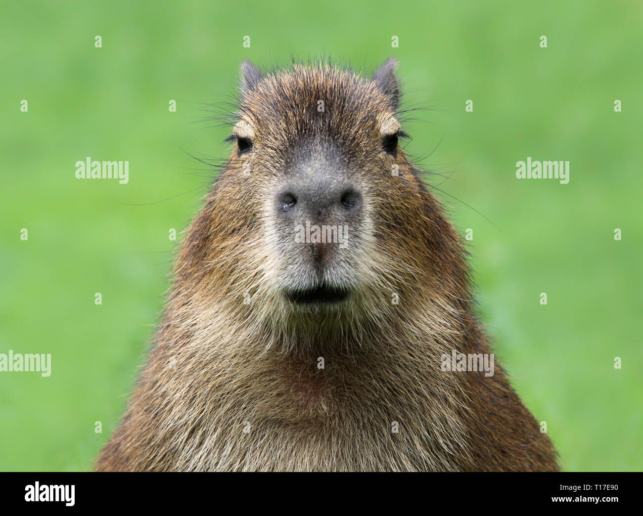 Cute capybara hi-res stock photography and images - Alamy