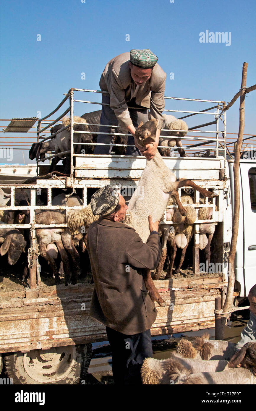 Unloading sheep at the sunday livestock bazaar and market in Kashgar ...