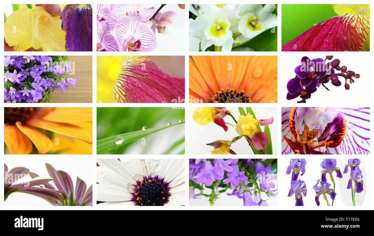Various colorful flowers collage Stock Photo - Alamy