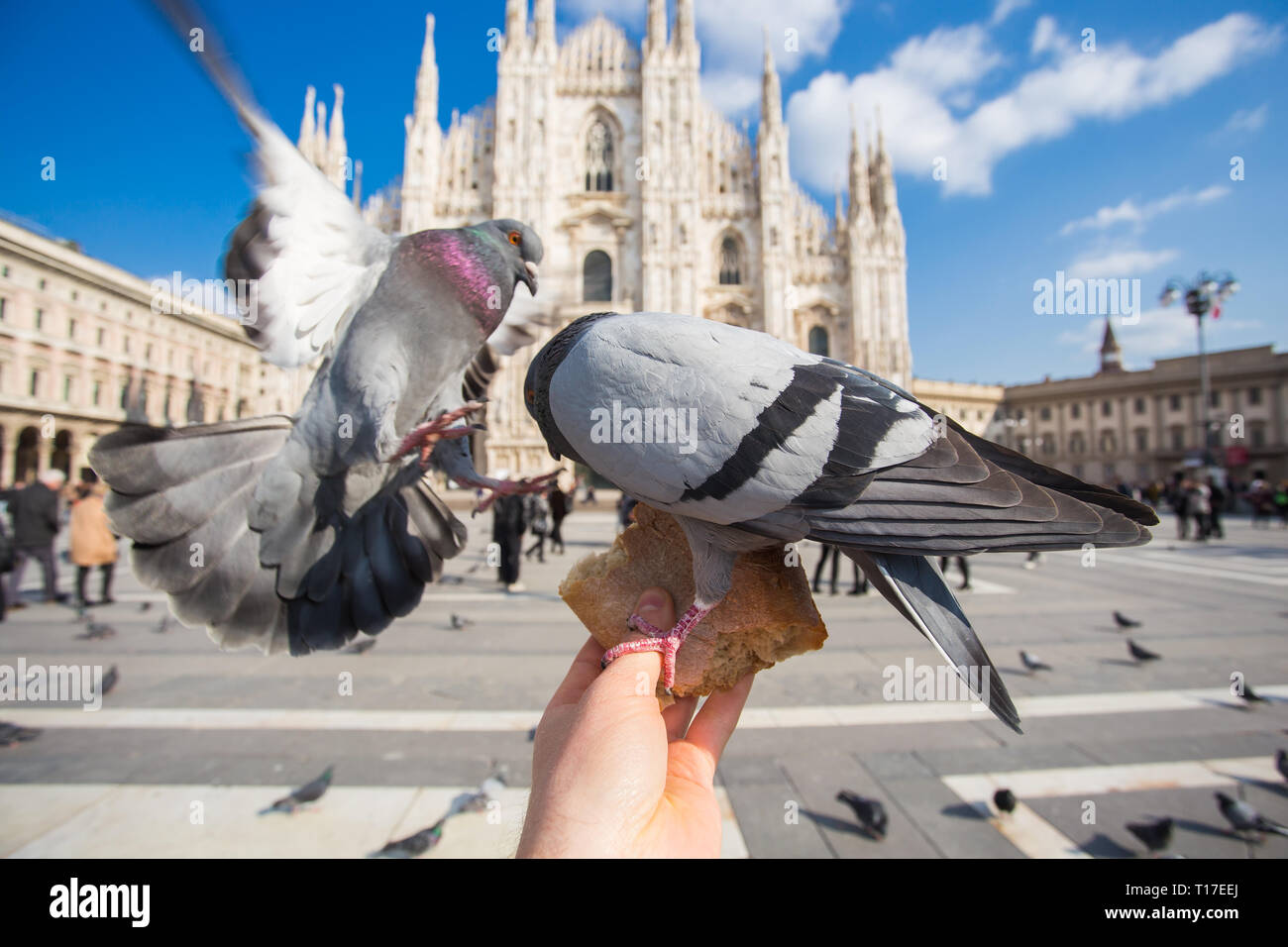 Travel, vacations, Italy and birds concept - Feeding pigeons on the ...