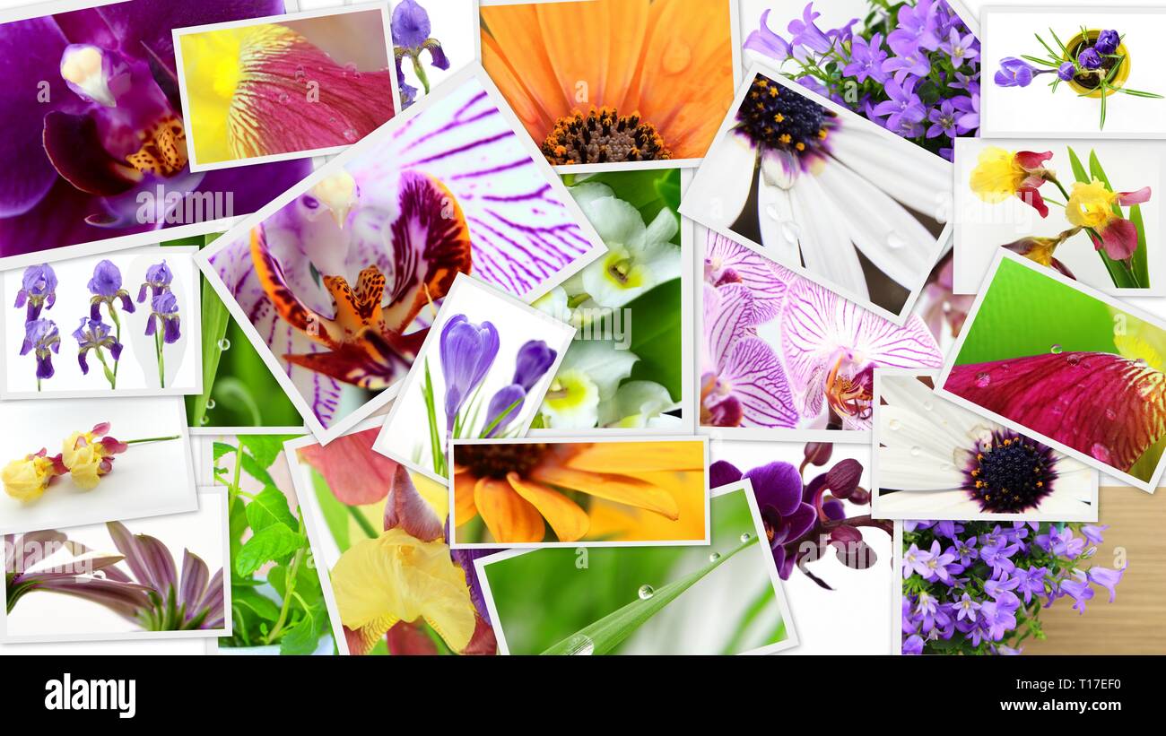 Various colorful flowers photo collage Stock Photo - Alamy