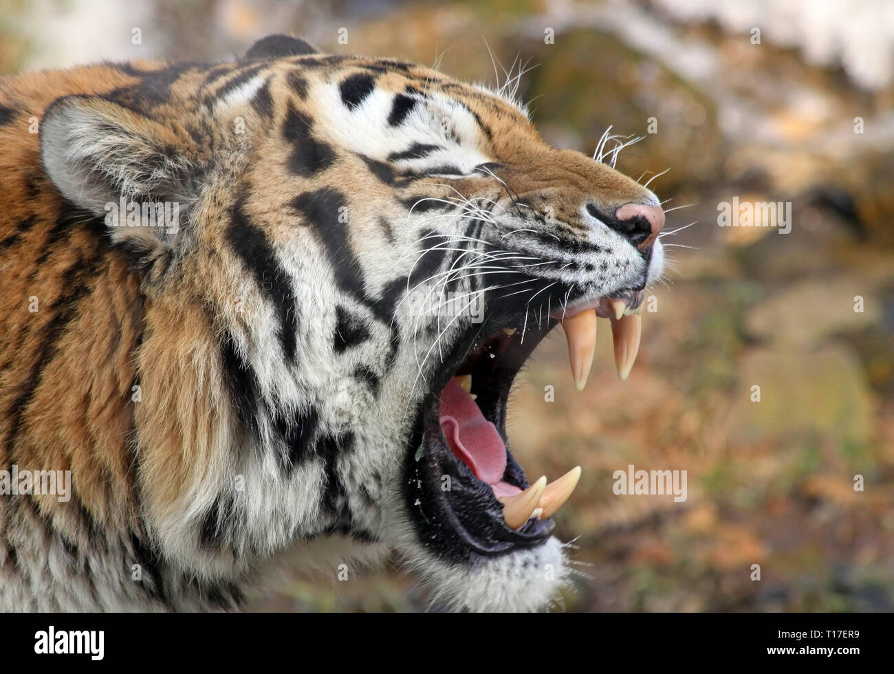 Tiger Side View Roar