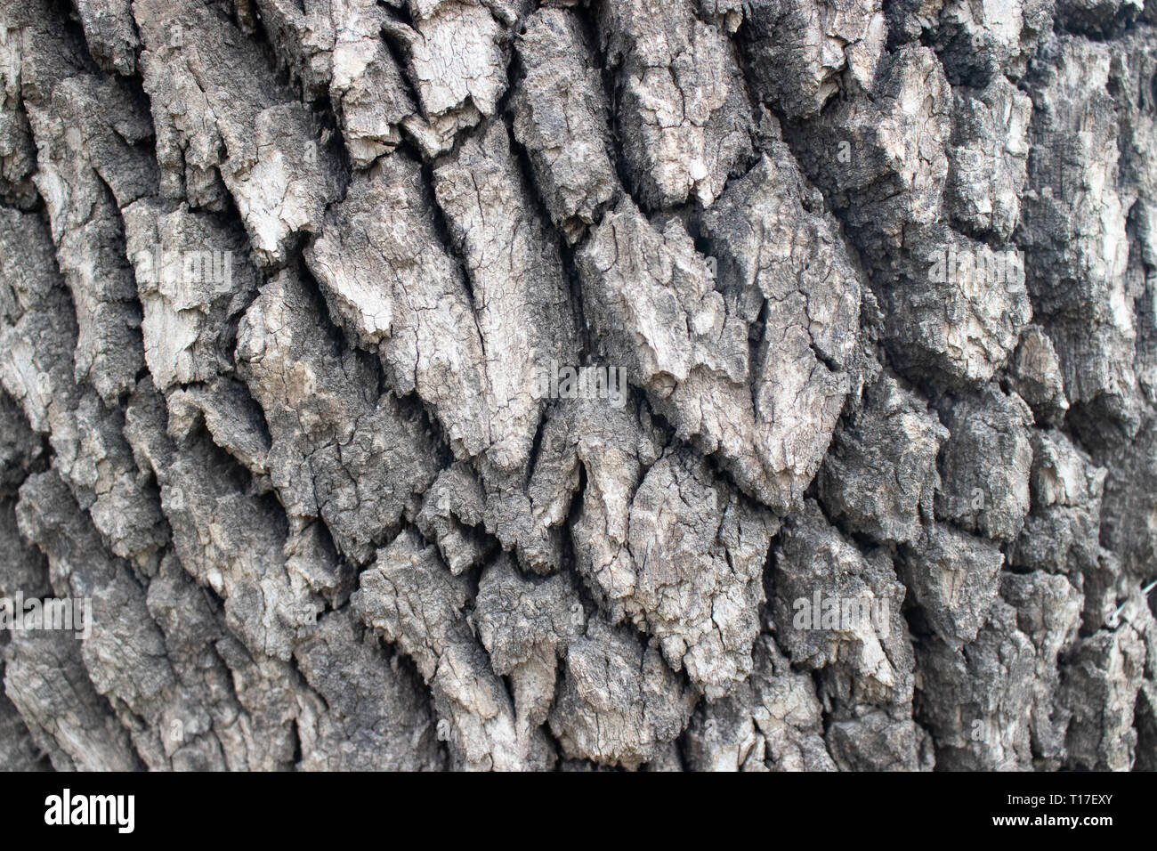 Ridged bark texture hi-res stock photography and images - Alamy
