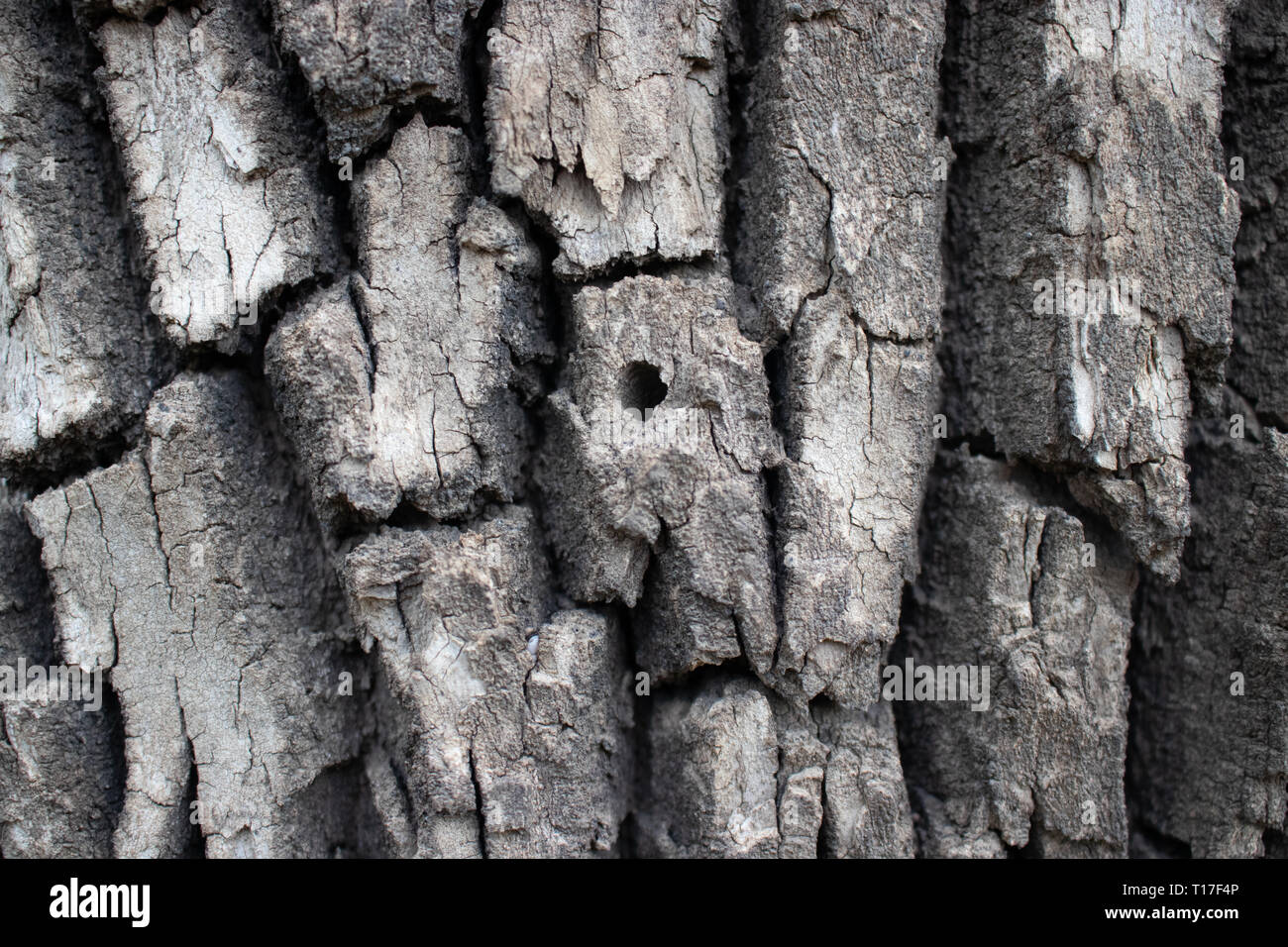 Backdrop of ridged bark hi-res stock photography and images - Alamy