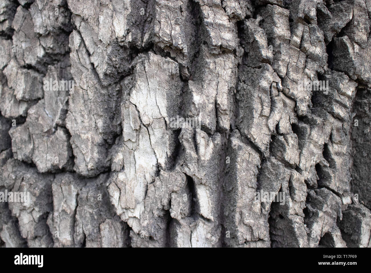 Ridged bark backdrop hi-res stock photography and images - Alamy