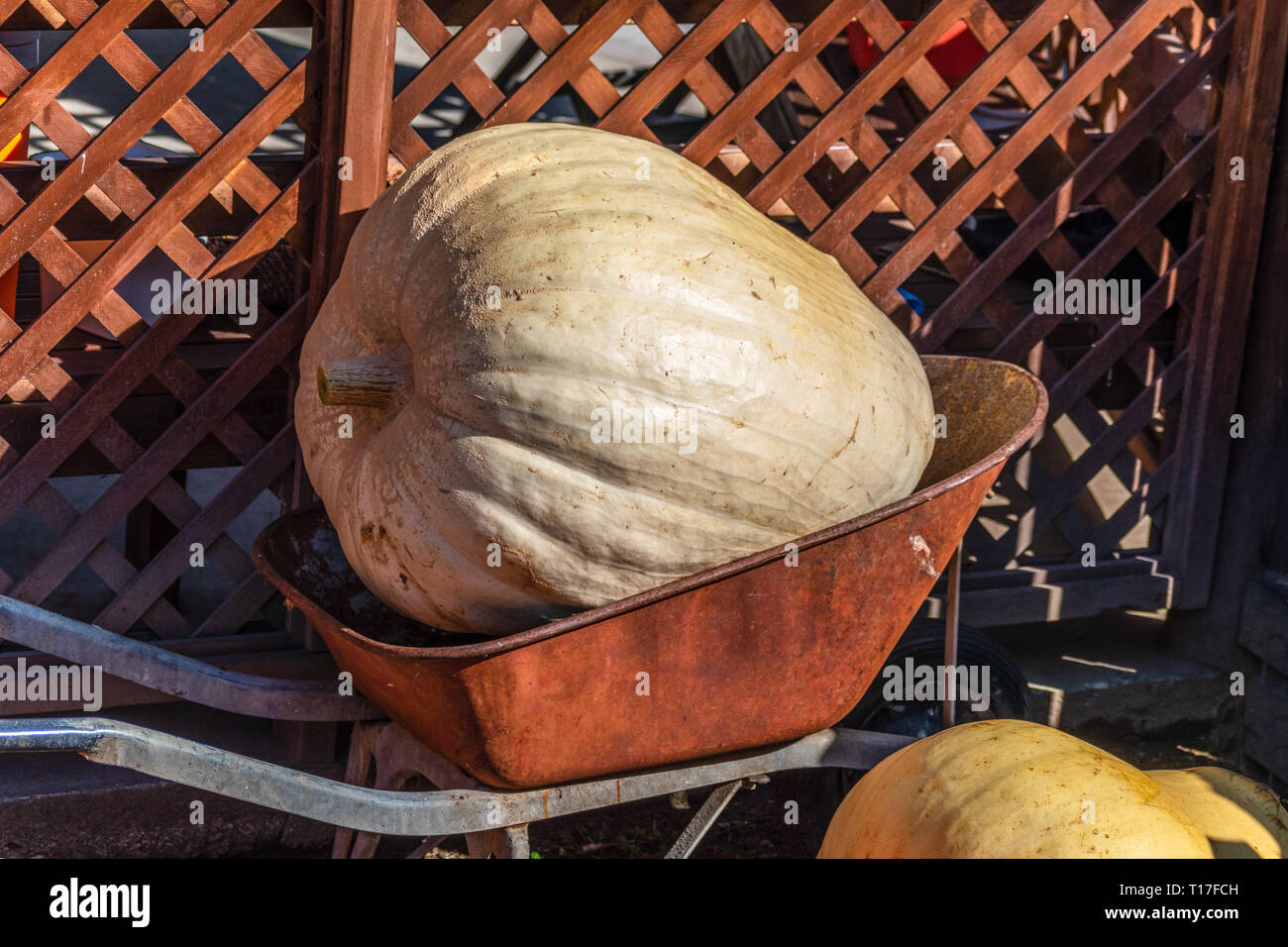 Pumkin and food hi-res stock photography and images - Alamy