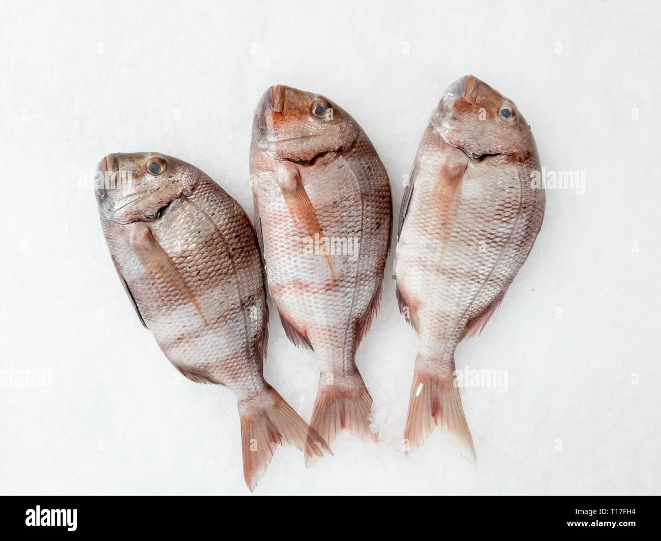 Red sea bream snapper hi-res stock photography and images - Alamy