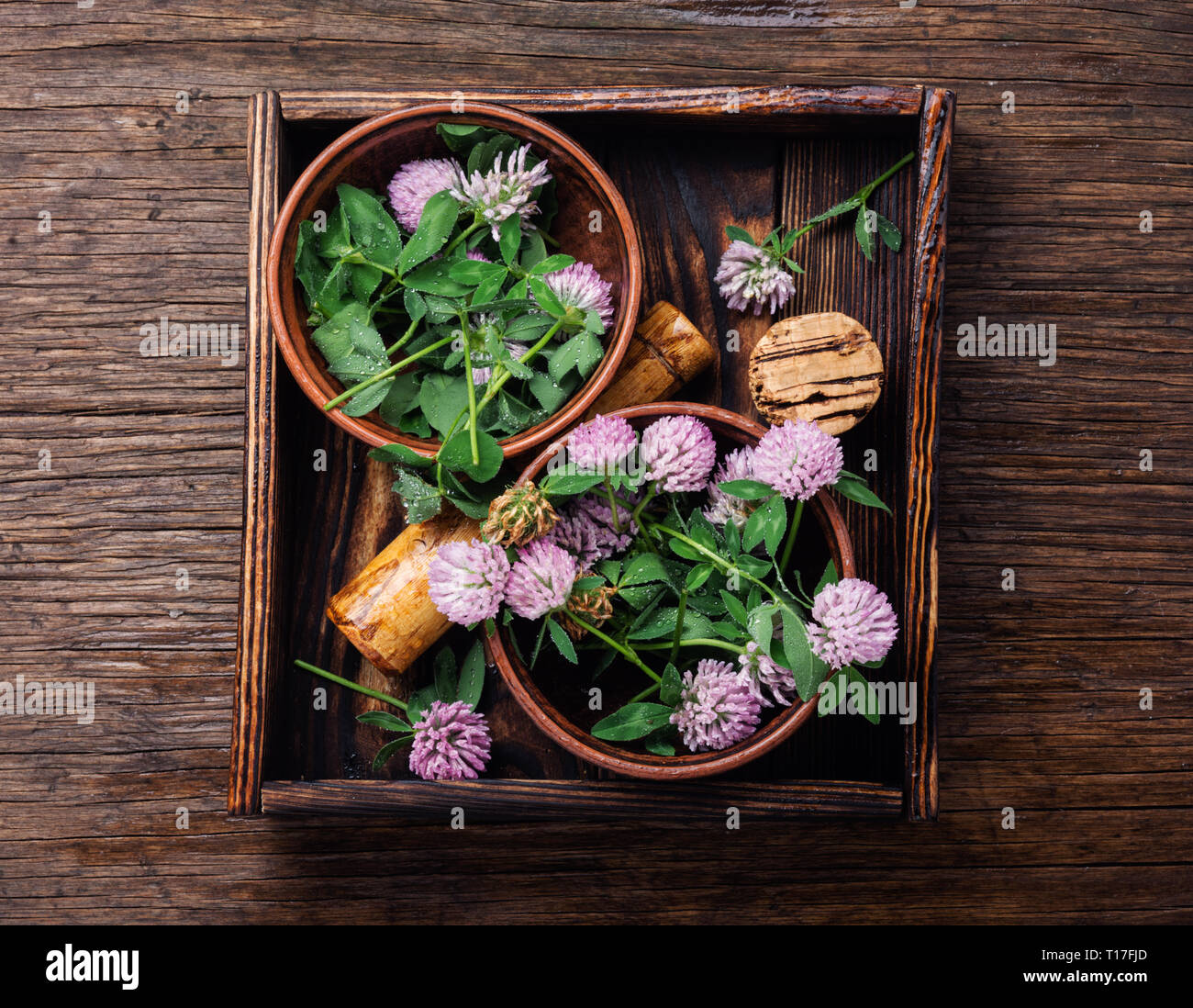 Clover or trefoil flower medicinal herbs.Healing herbs Stock Photo - Alamy