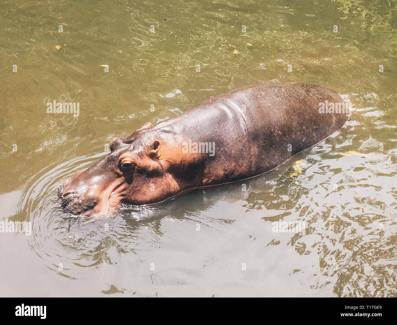 Hippopotamus in the water. African Hippopotamus, Hippopotamus amphibius ...