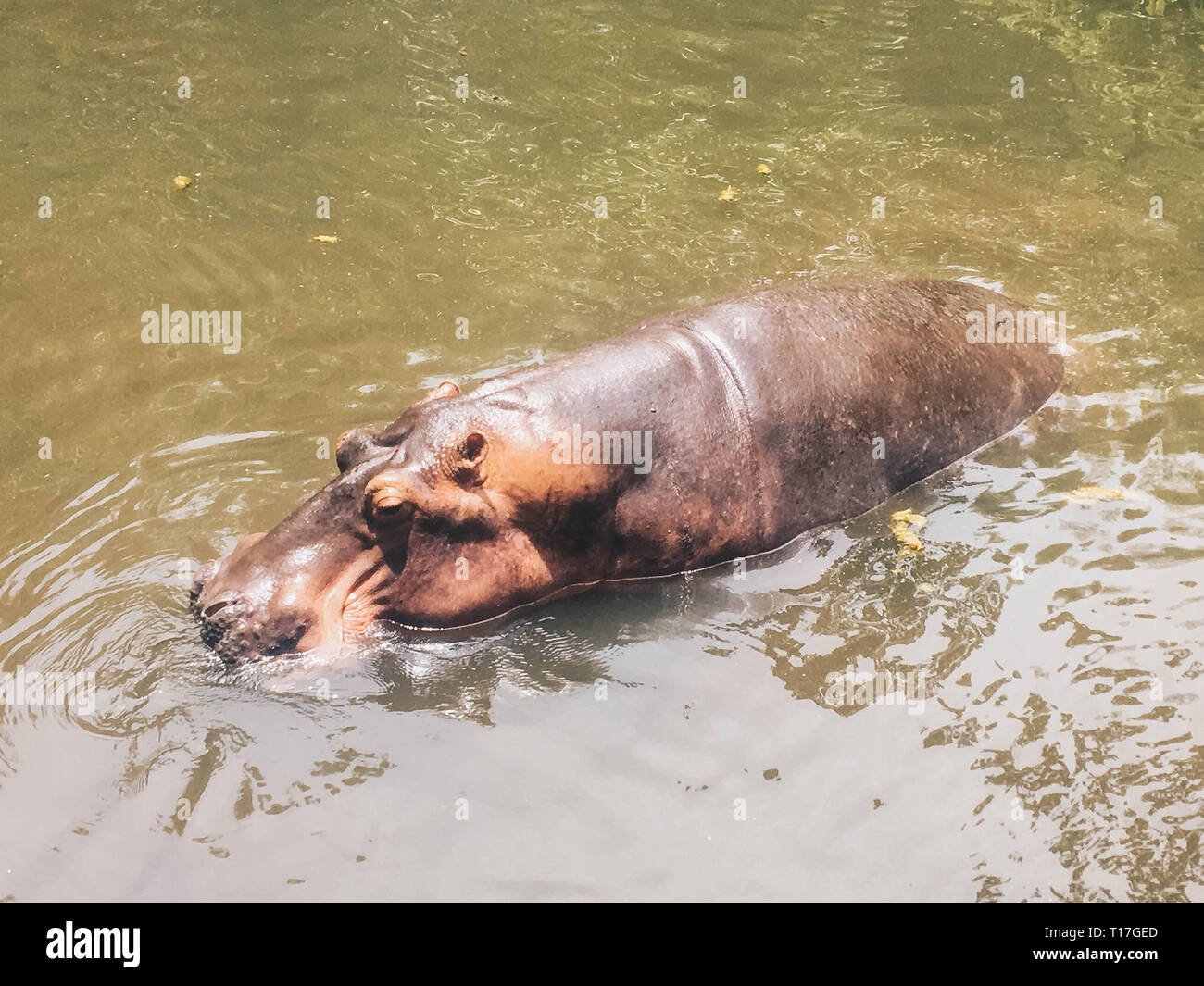 Hippopotamus in the water. African Hippopotamus, Hippopotamus amphibius ...