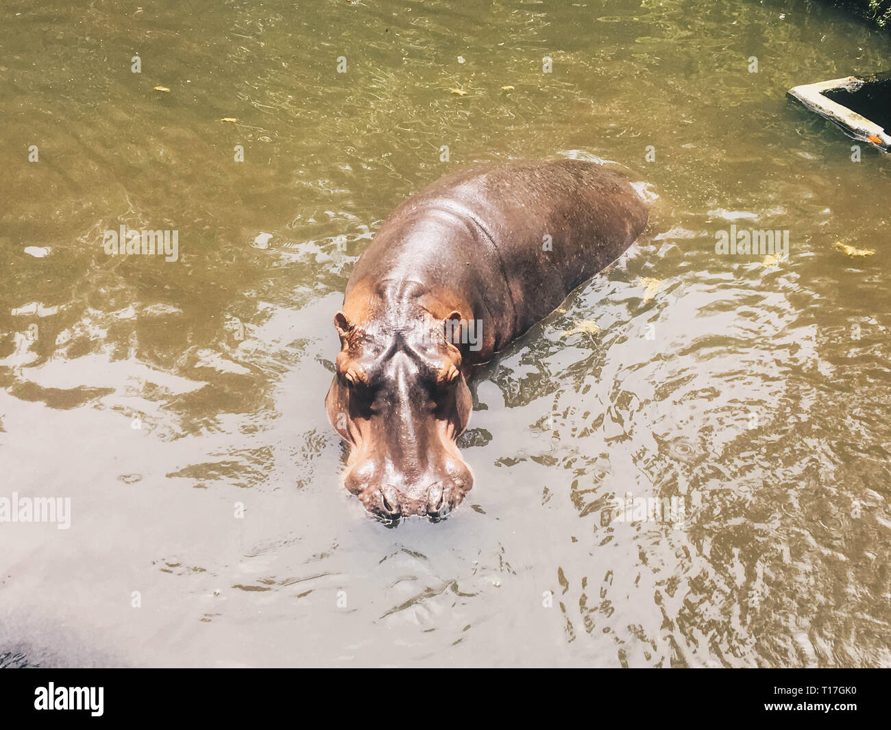 Hippopotamus in the water. African Hippopotamus, Hippopotamus amphibius ...