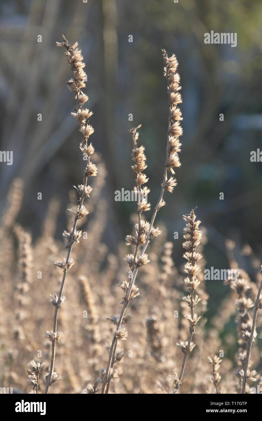 Hyssop plant hi-res stock photography and images - Alamy