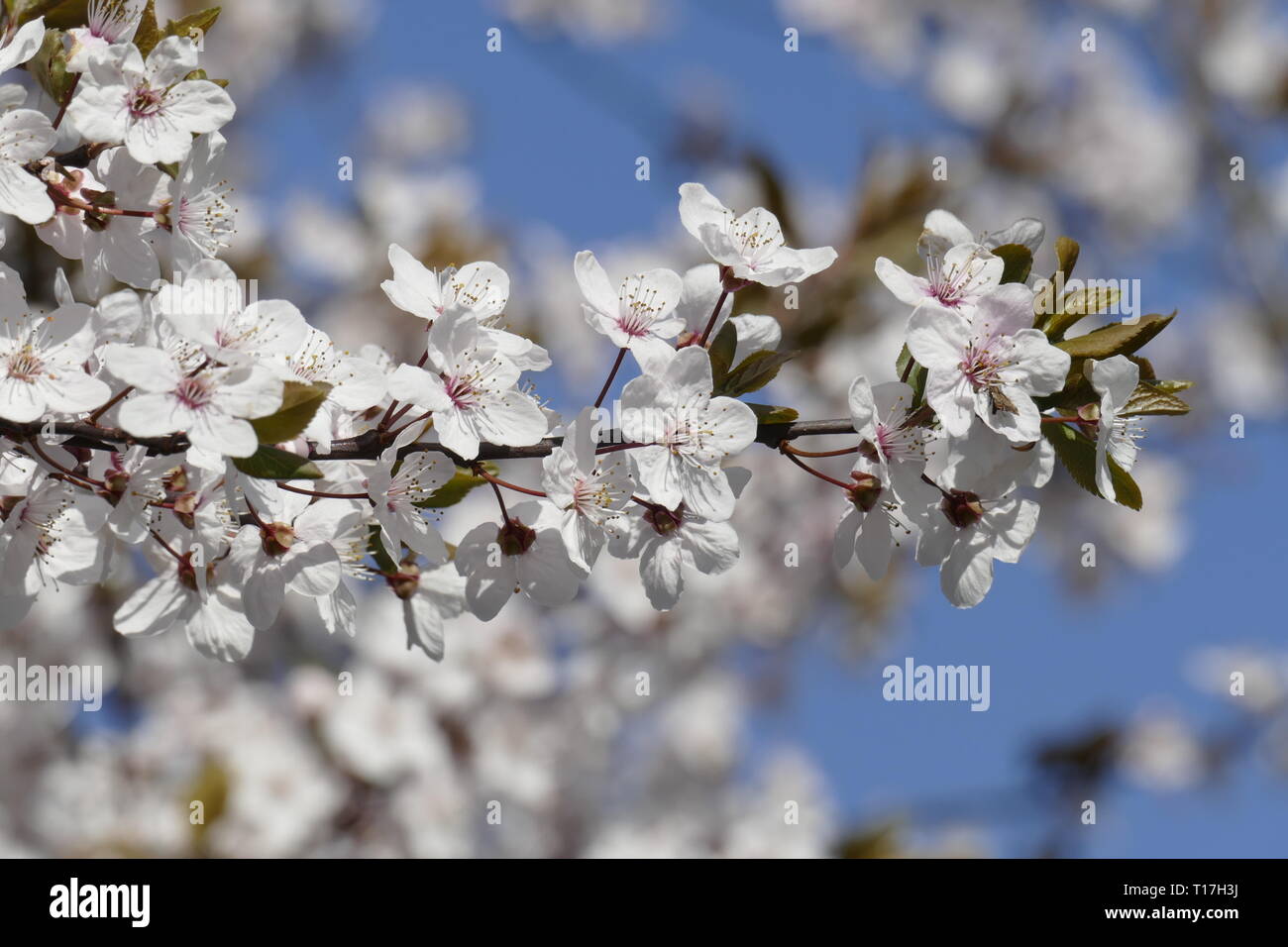 Kirschbaume hi-res stock photography and images - Alamy