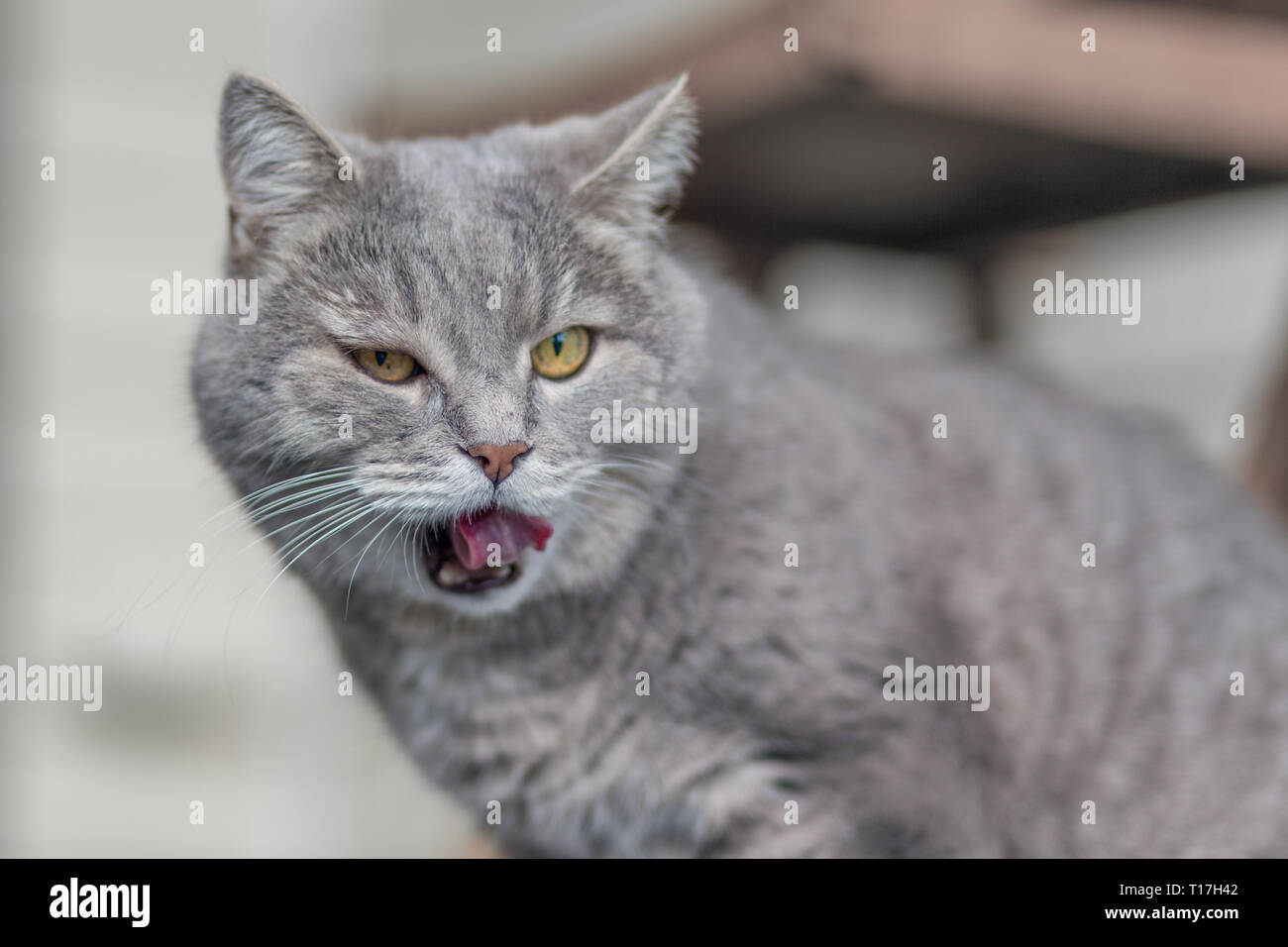 Gray furry mongrel adult cat opened his mouth and licked Stock Photo ...