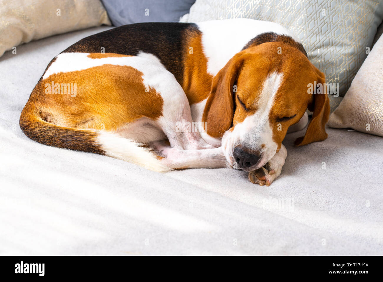 The dog sleeps on a couch. Beagle dog copy space background Stock Photo ...