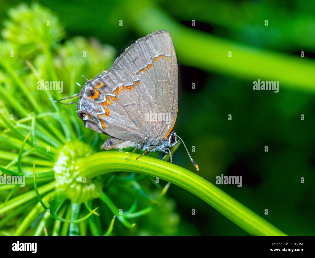 Cecrops hi-res stock photography and images - Alamy