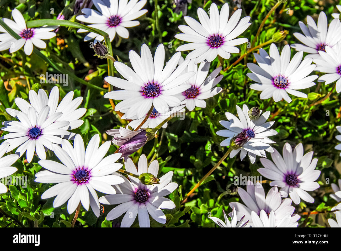 Izmir, Turkey, 3 April 2010: Flowers at Seferihisar Stock Photo - Alamy