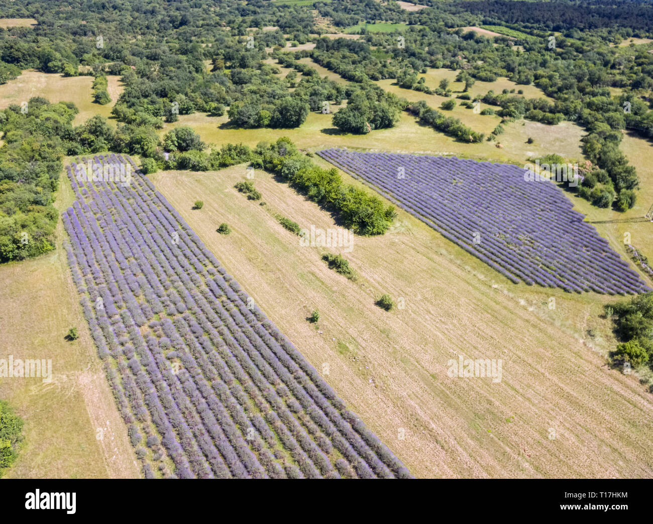 Aerial view photo of lavender field in full blooming season in diagonal ...