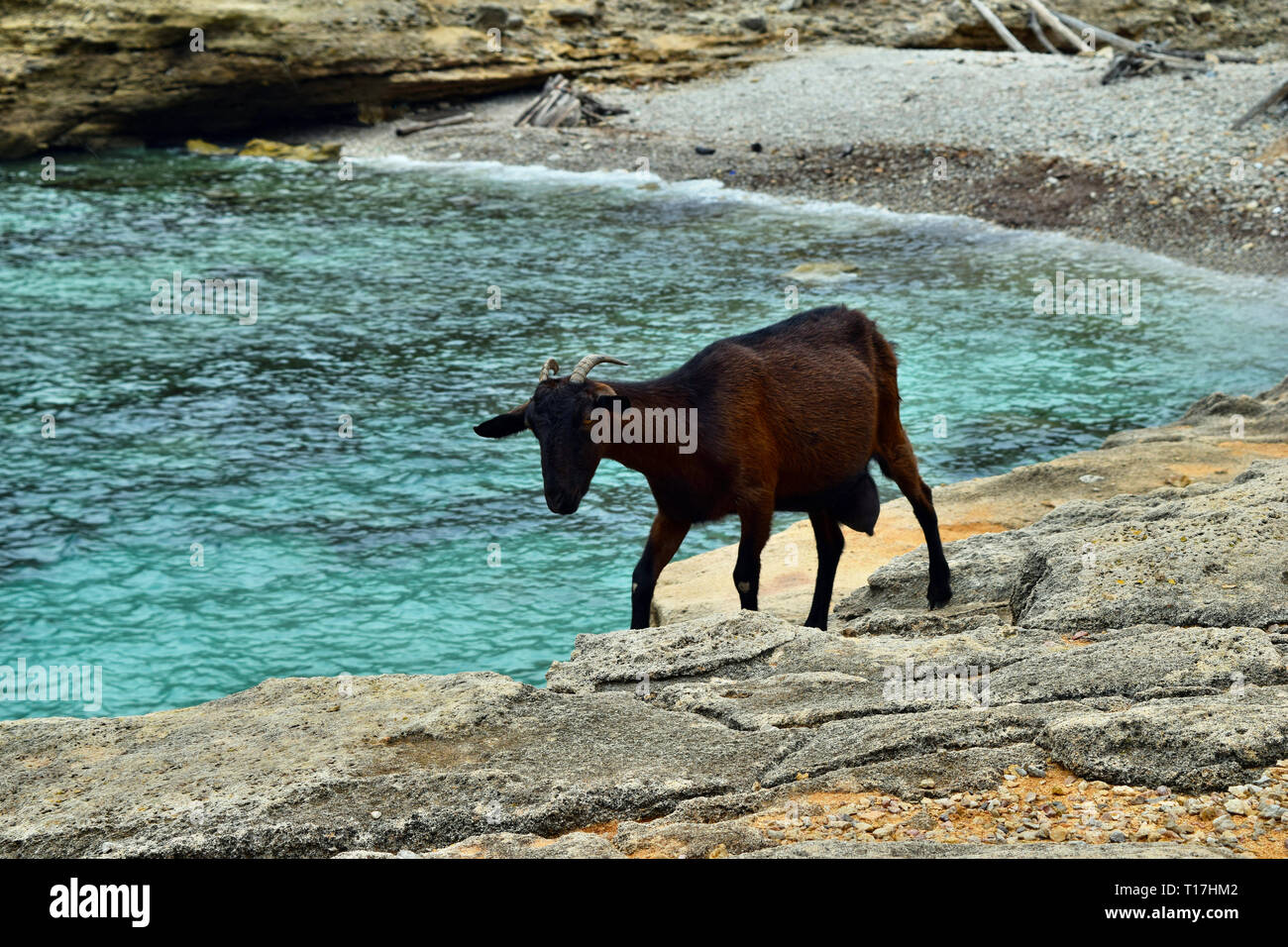 Wild tamed goat is looking and walking on the rock next to the ...