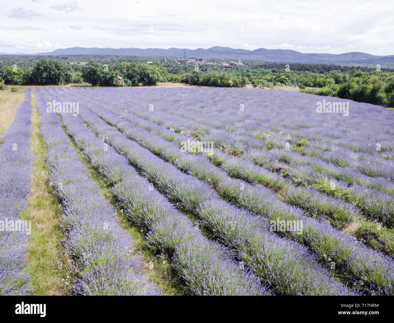 Aerial view photo of lavender field in full blooming season in diagonal ...