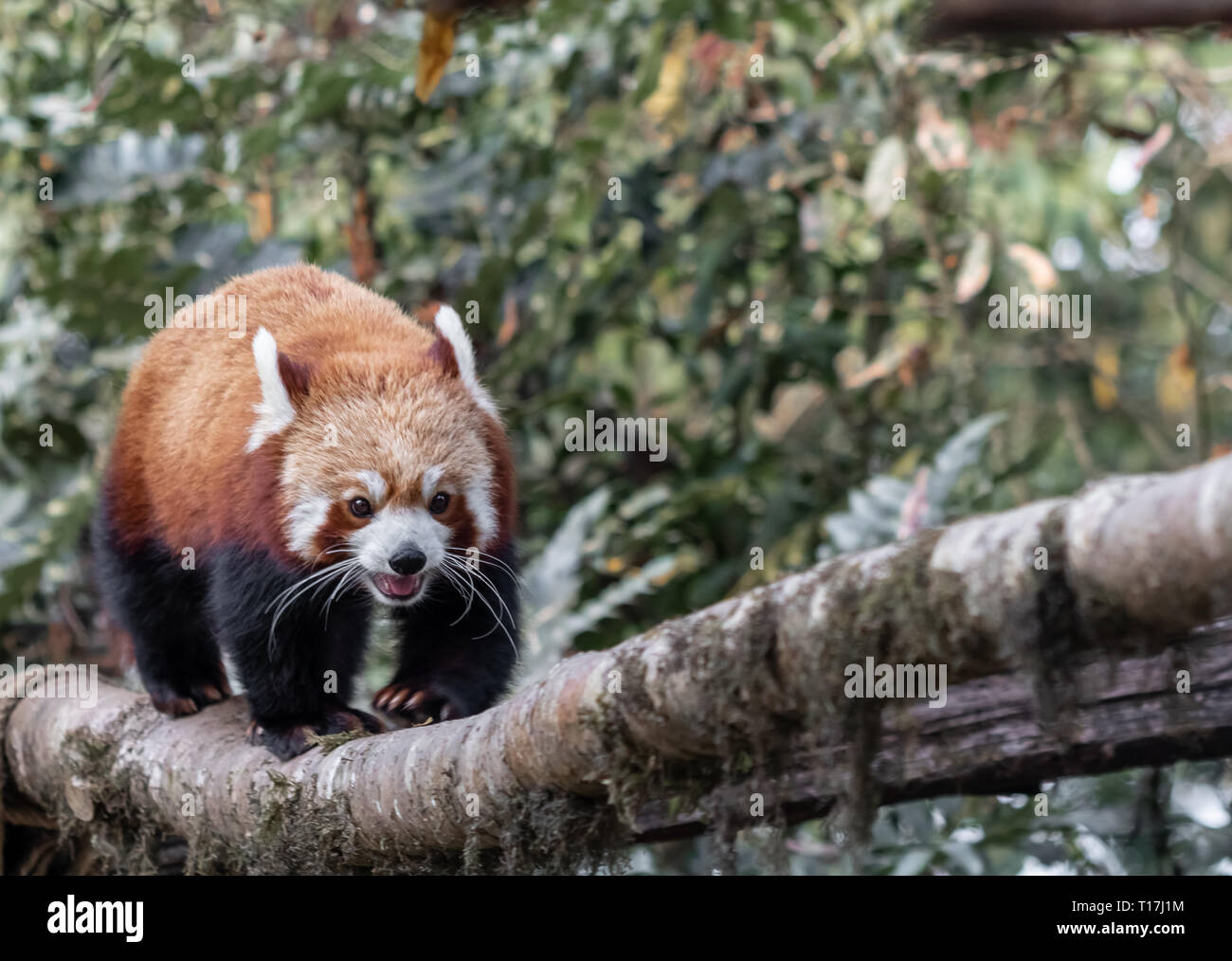 Native to the eastern himalayas hi-res stock photography and images - Alamy