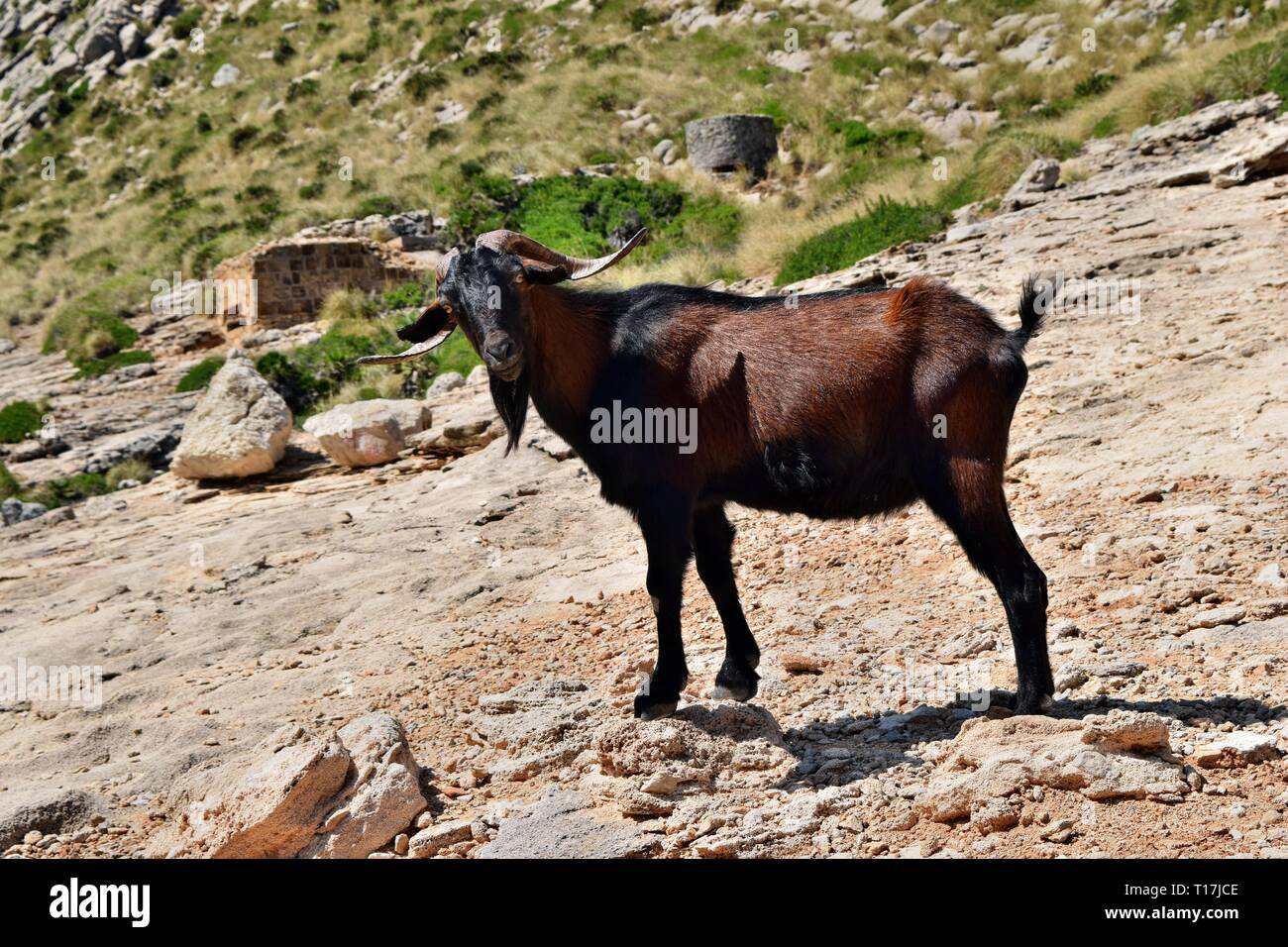 Wild tamed goat is looking and walking on the hill in Formentor ...