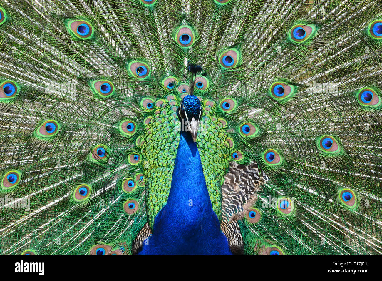 Exmoor zoo england hi-res stock photography and images - Alamy