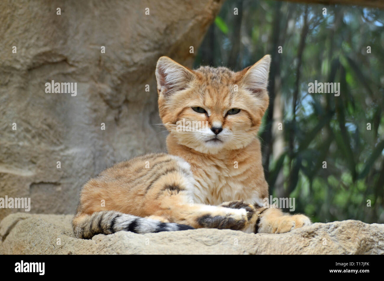 Sand Cat at Exmoor Zoo, Barnstaple, Exmoor, Devon, UK - native to the ...