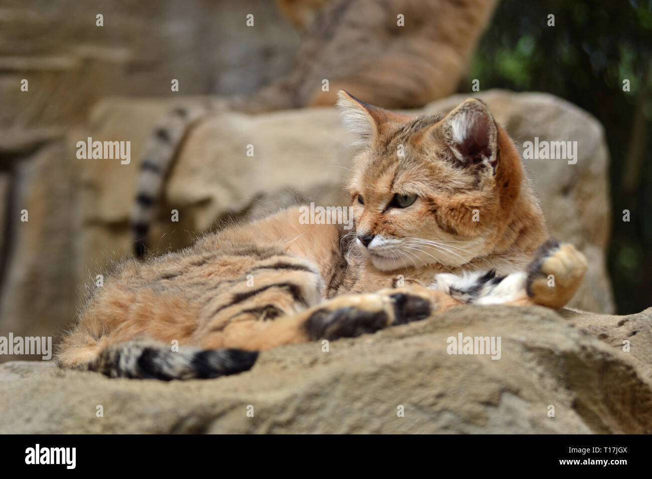 Sand Cat at Exmoor Zoo, Barnstaple, Exmoor, Devon, UK - native to the ...