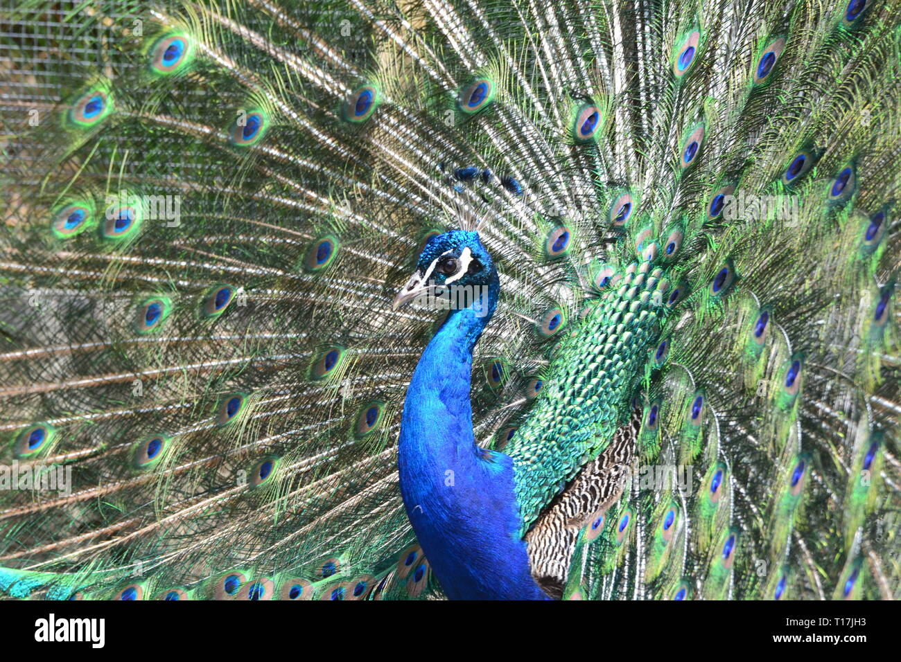 Peacock at Exmoor Zoo, Exmoor, Devon, UK Stock Photo - Alamy