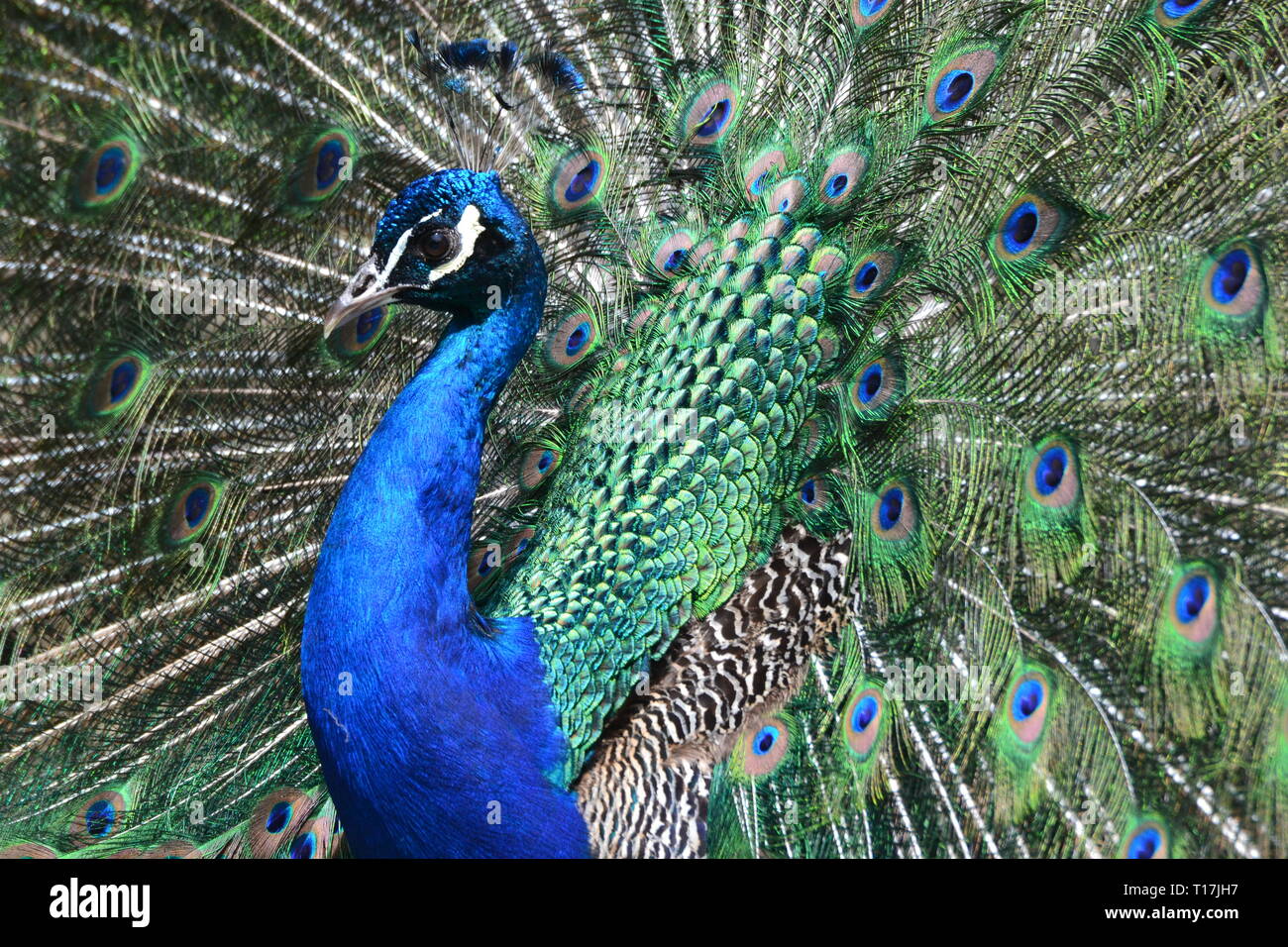 Peacock at Exmoor Zoo, Exmoor, Devon, UK Stock Photo - Alamy