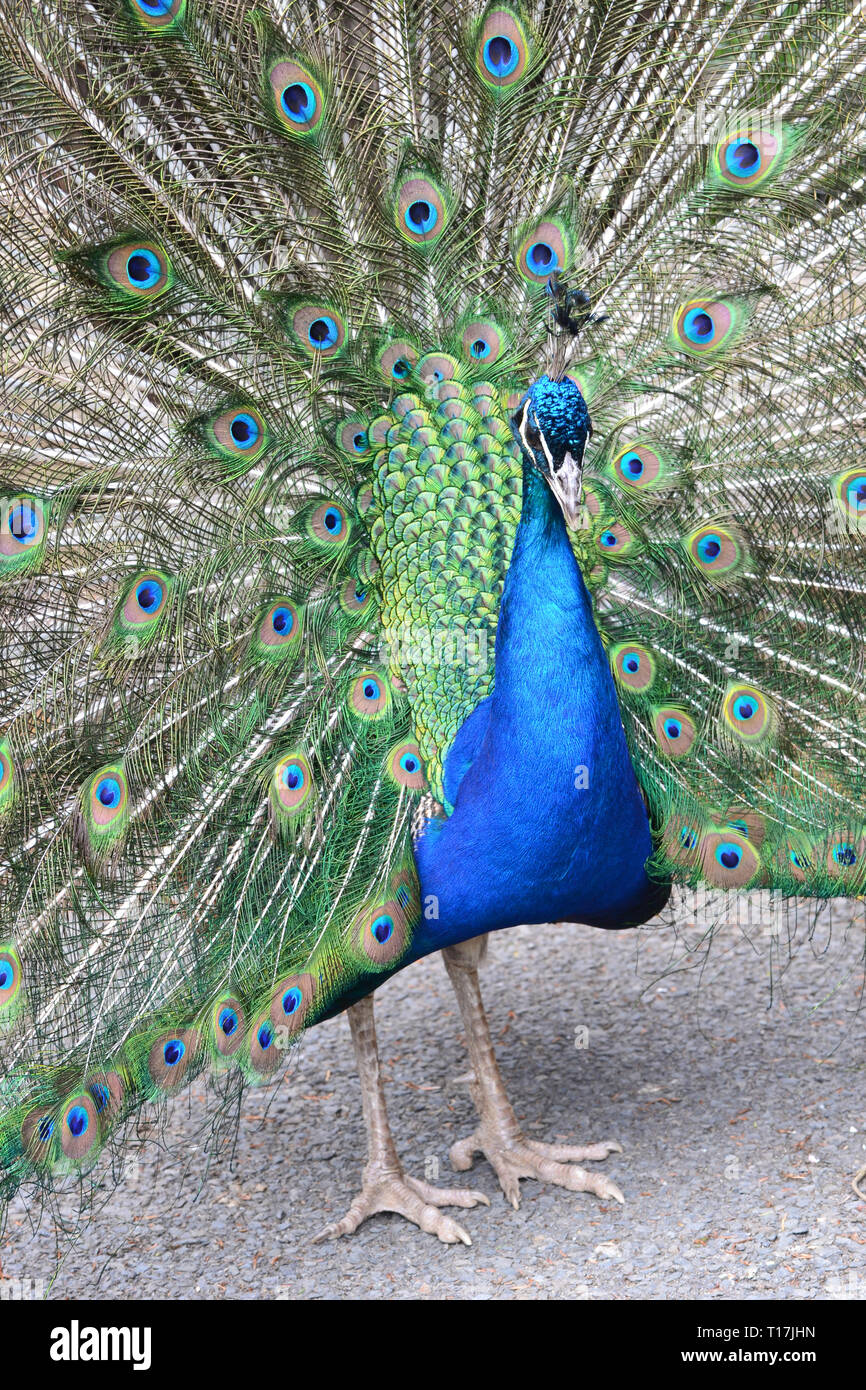 Peacock at Exmoor Zoo, Exmoor, Devon, UK Stock Photo - Alamy