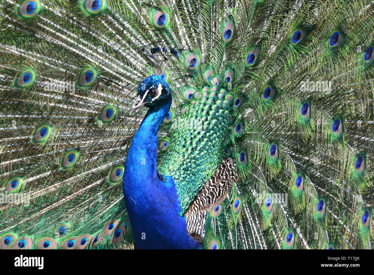 Exmoor zoo england hi-res stock photography and images - Alamy